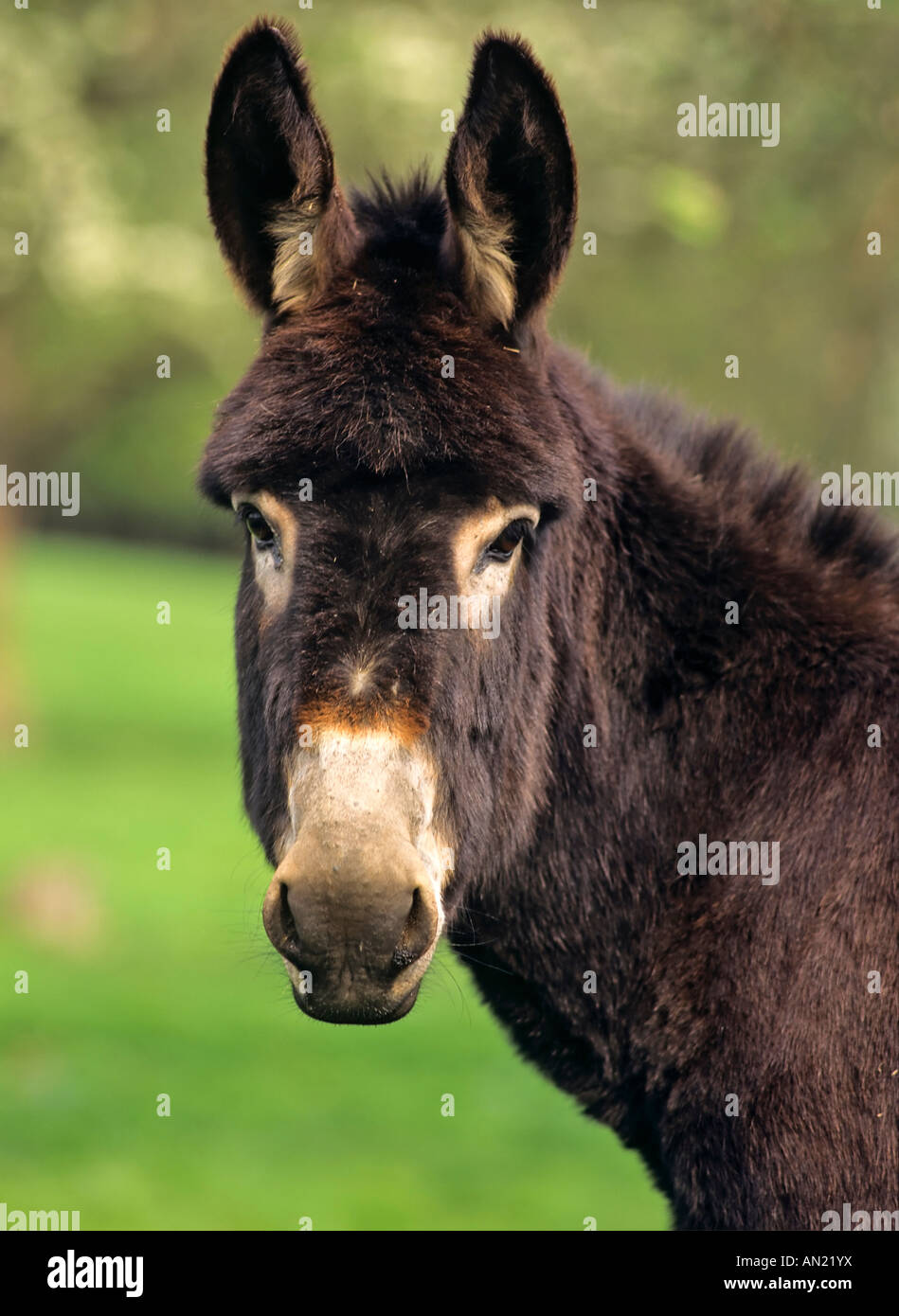 Esel Rasse Martina Franca donkey Stock Photo - Alamy