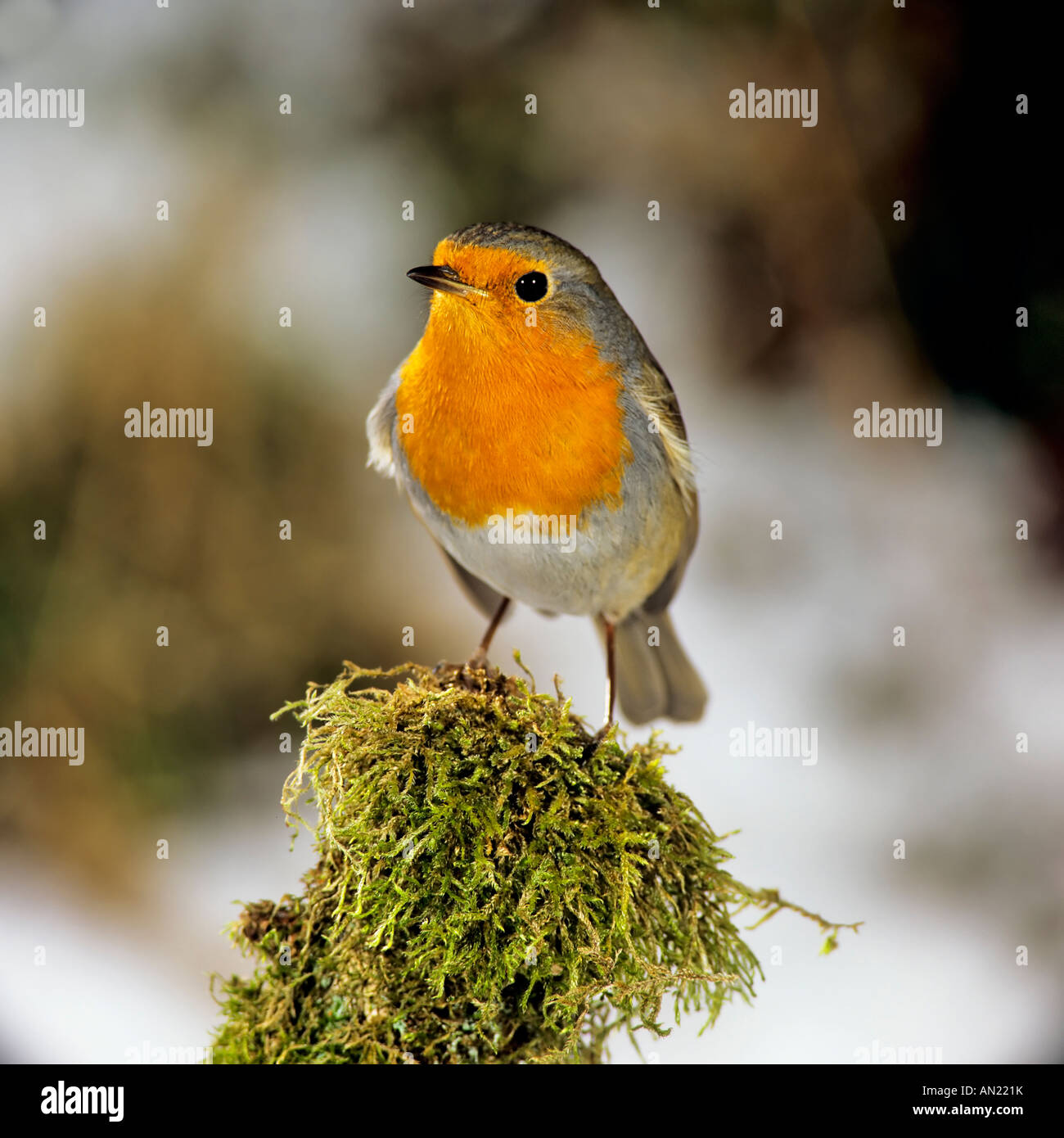 Rotkehlchen Erithacus rubecula Robin redbreast ruddock Stock Photo - Alamy