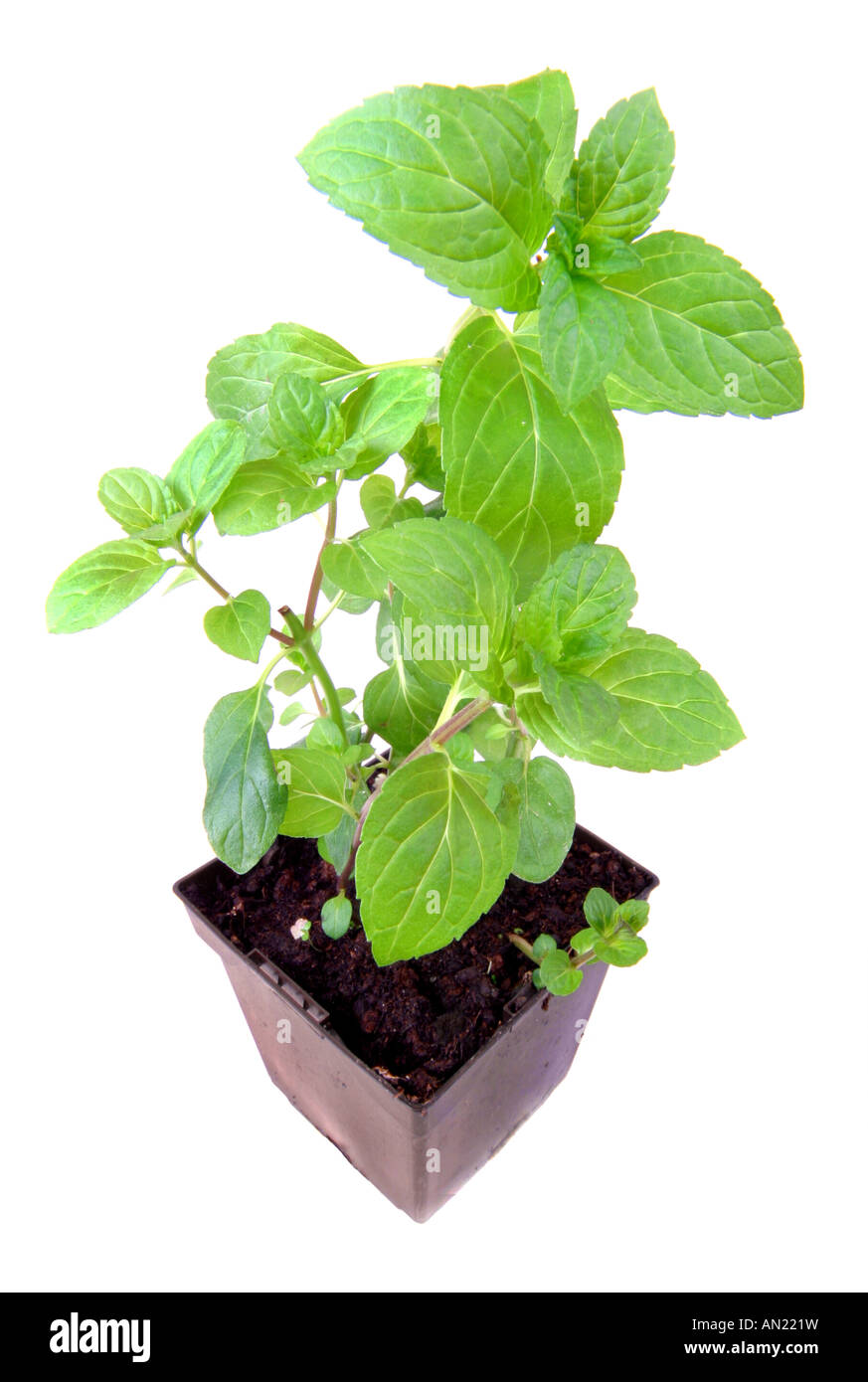 peppermint Mentha piperita Mentha x piperita potted plant Stock Photo ...