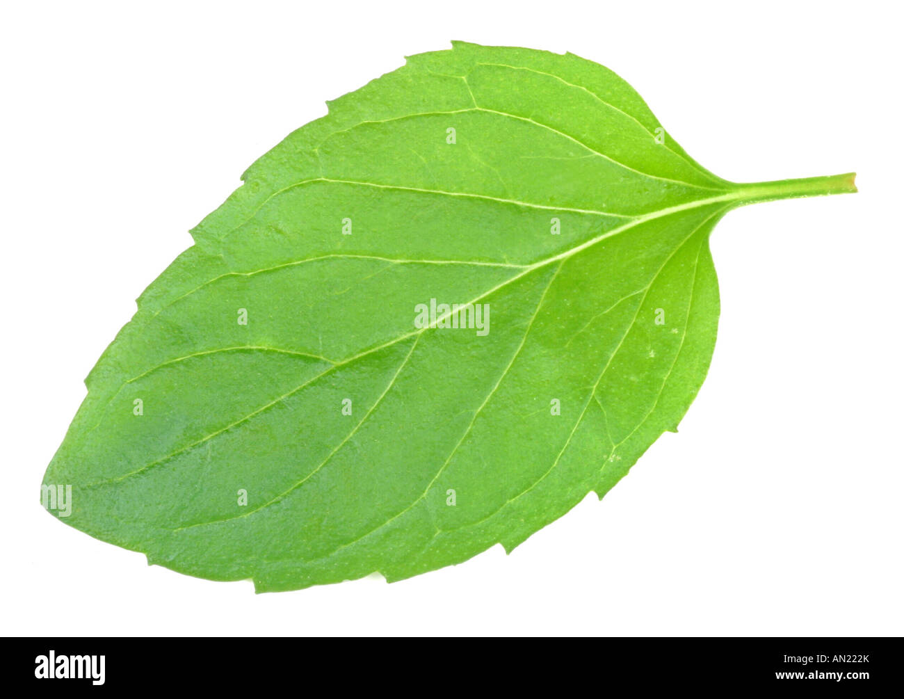 Lemonmint Bergamot Mint Orange Mint Mentha piperita v citrata Mentha ...
