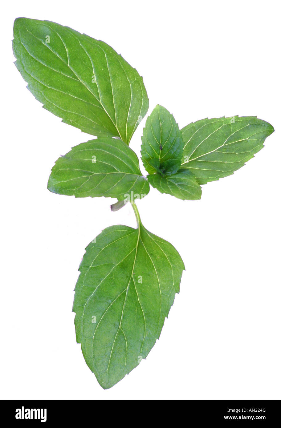 Bergamot Mint Orange Mint Mentha piperita v citrata Mentha aquatica ...
