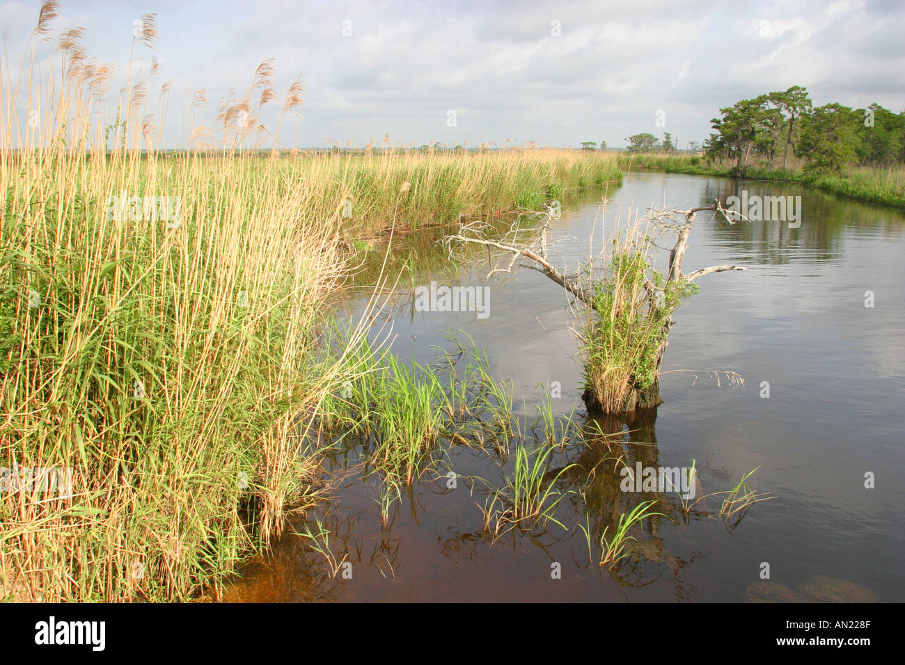 Louisiana Tchefuncte River water,Madisonville Wetlands,visitors travel ...