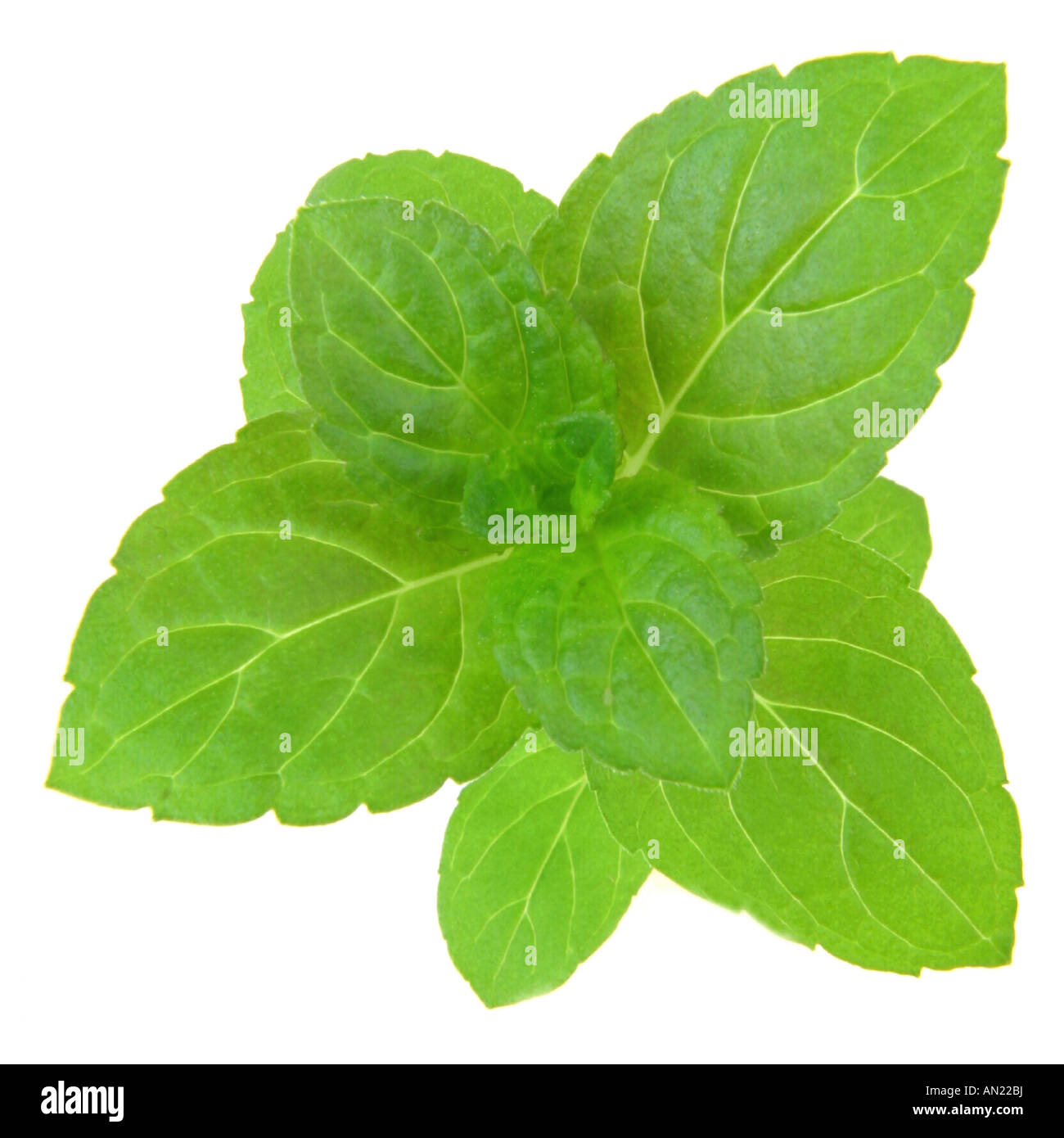 peppermint Mentha piperita Mentha x piperita foliage leaves Stock Photo ...