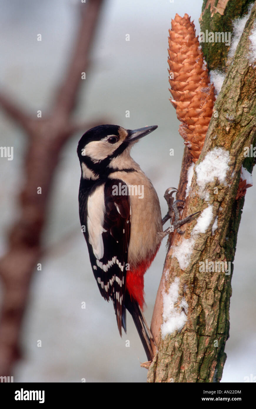 Buntspecht Picoides major Great Spotted Woodpecker Voegel ...