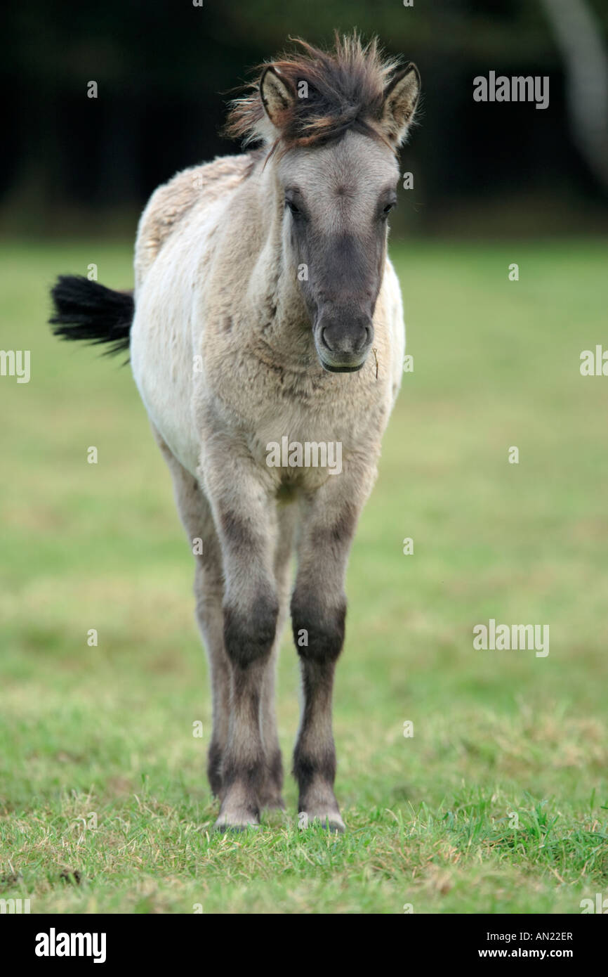 Caballo duelmener hi-res stock photography and images - Alamy