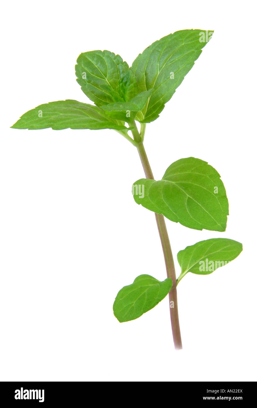 peppermint Mentha piperita Mentha x piperita foliage leaves Stock Photo ...