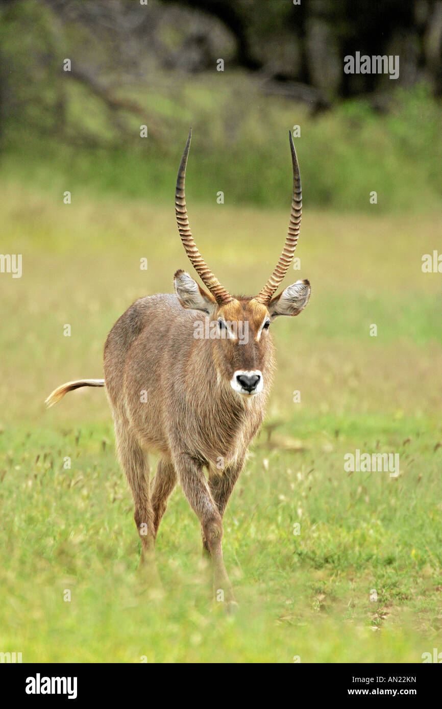 male Waterbuck Kobus ellipsiprymnus standing in savannah Mount Etjo ...