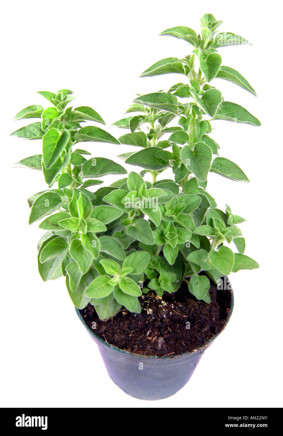wild origanum wild marjoram Origanum vulgare potted plant Stock Photo ...