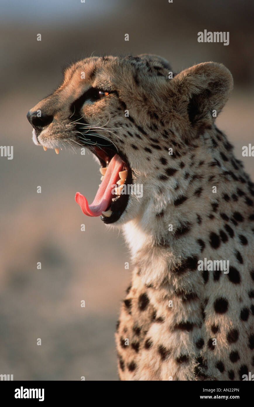 Gepard Cheetah Acinonyx jubatus Afrika Africa Stock Photo - Alamy