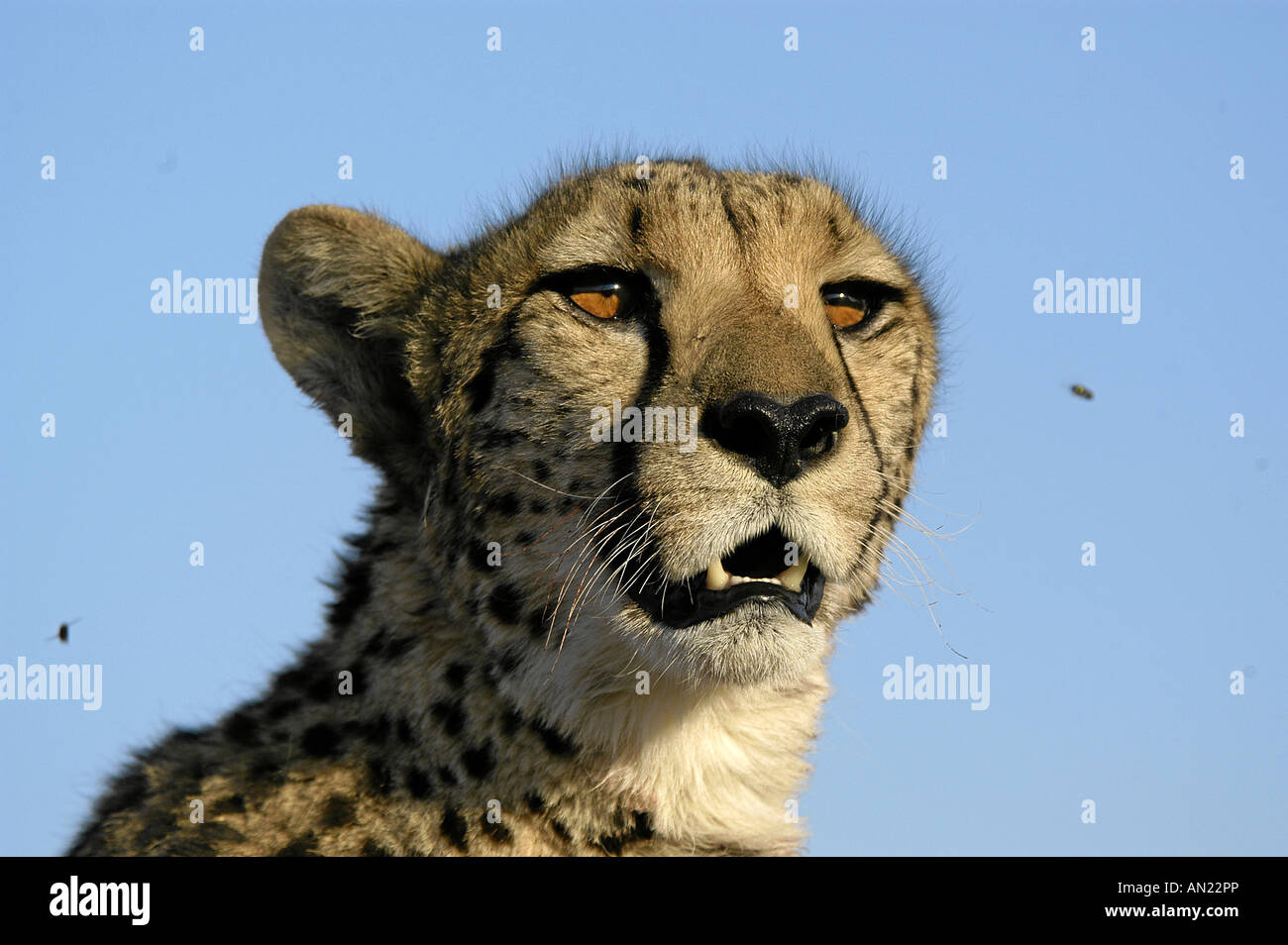 Gepard Cheetah Acinonyx jubatus Afrika Africa Stock Photo - Alamy