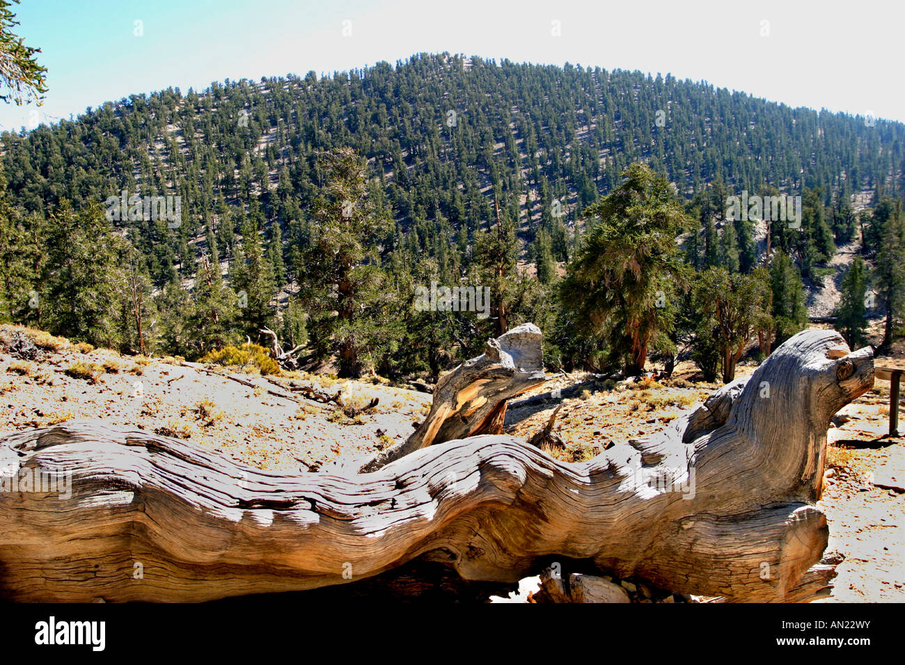 Bristlecone Pine Forest Pinus aristata the oldest living things on ...