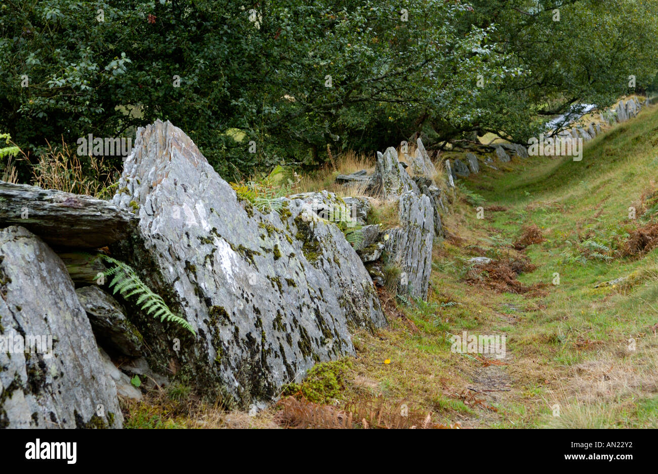 Ancient stone slab wall and trackway at Gilfach Nature Reserve Site of ...