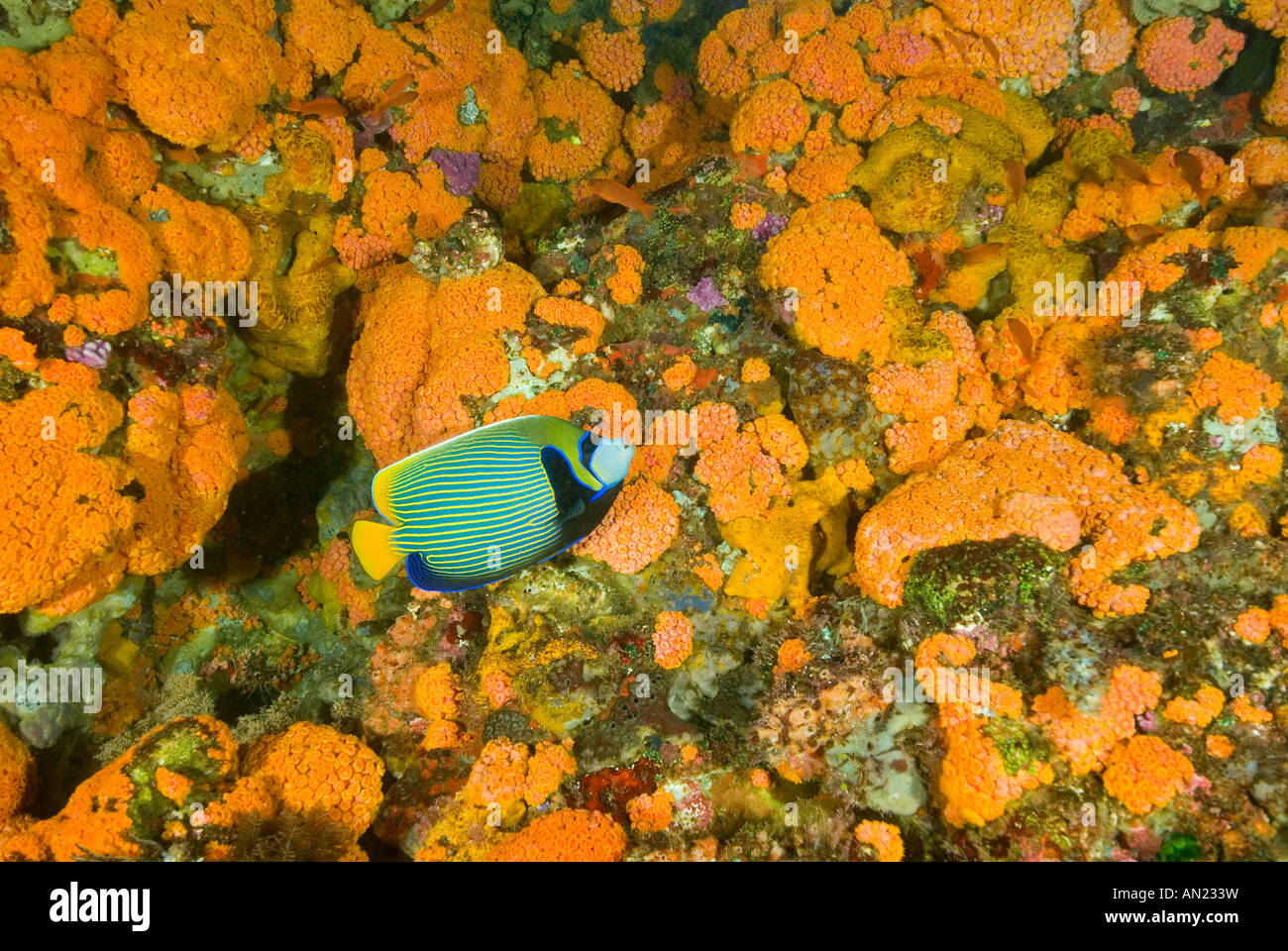 Reef closeup with emperor angelfish Pomacanthus imperator and tubastrea ...
