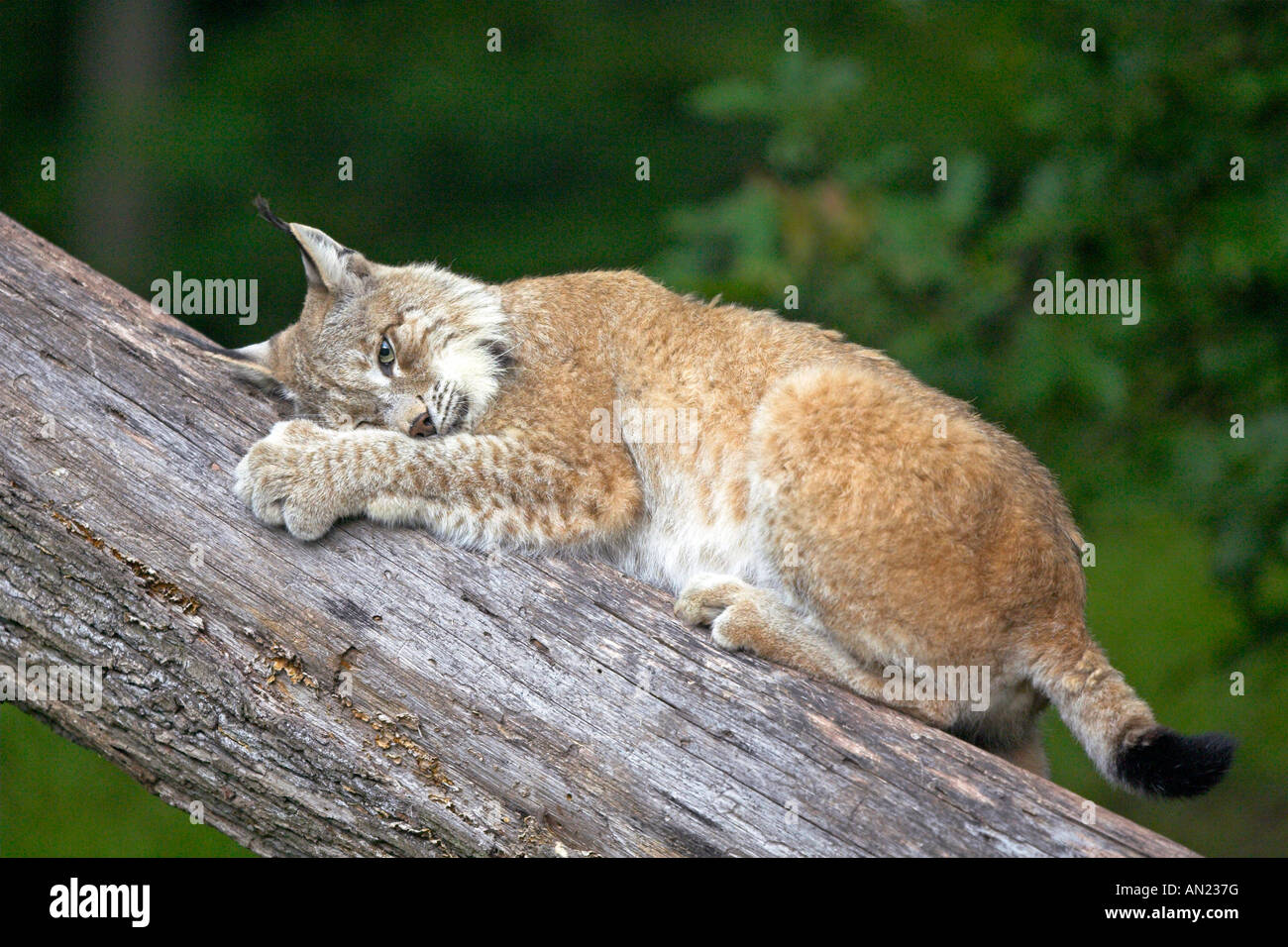 Luchs Lynx lynx European Lynx Germany Stock Photo - Alamy