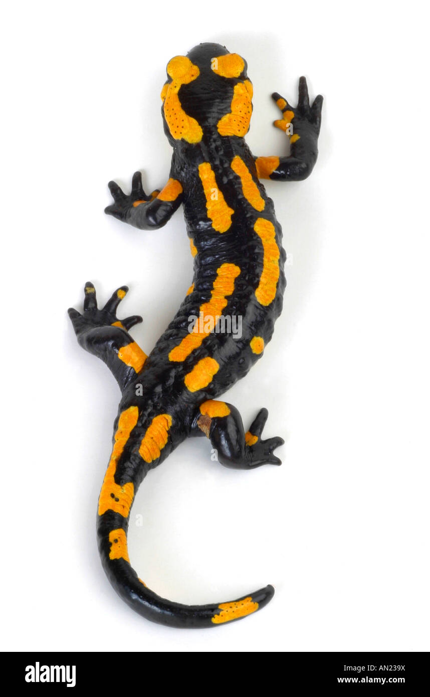 Salamandra salamandra top view Cut Out Stock Images & Pictures - Alamy
