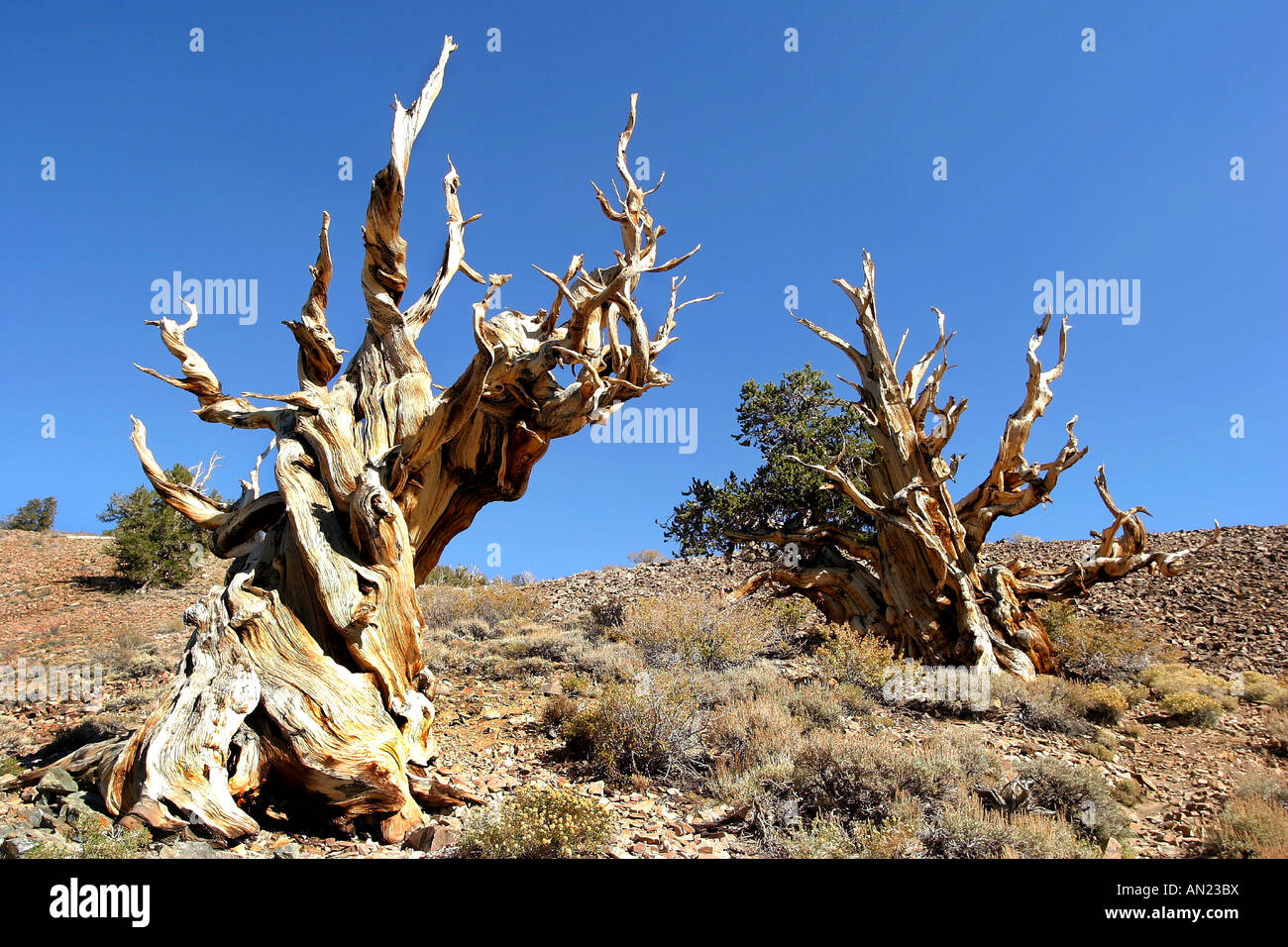 Bristlecone Pine Pinus aristata one of the oldest living things on ...