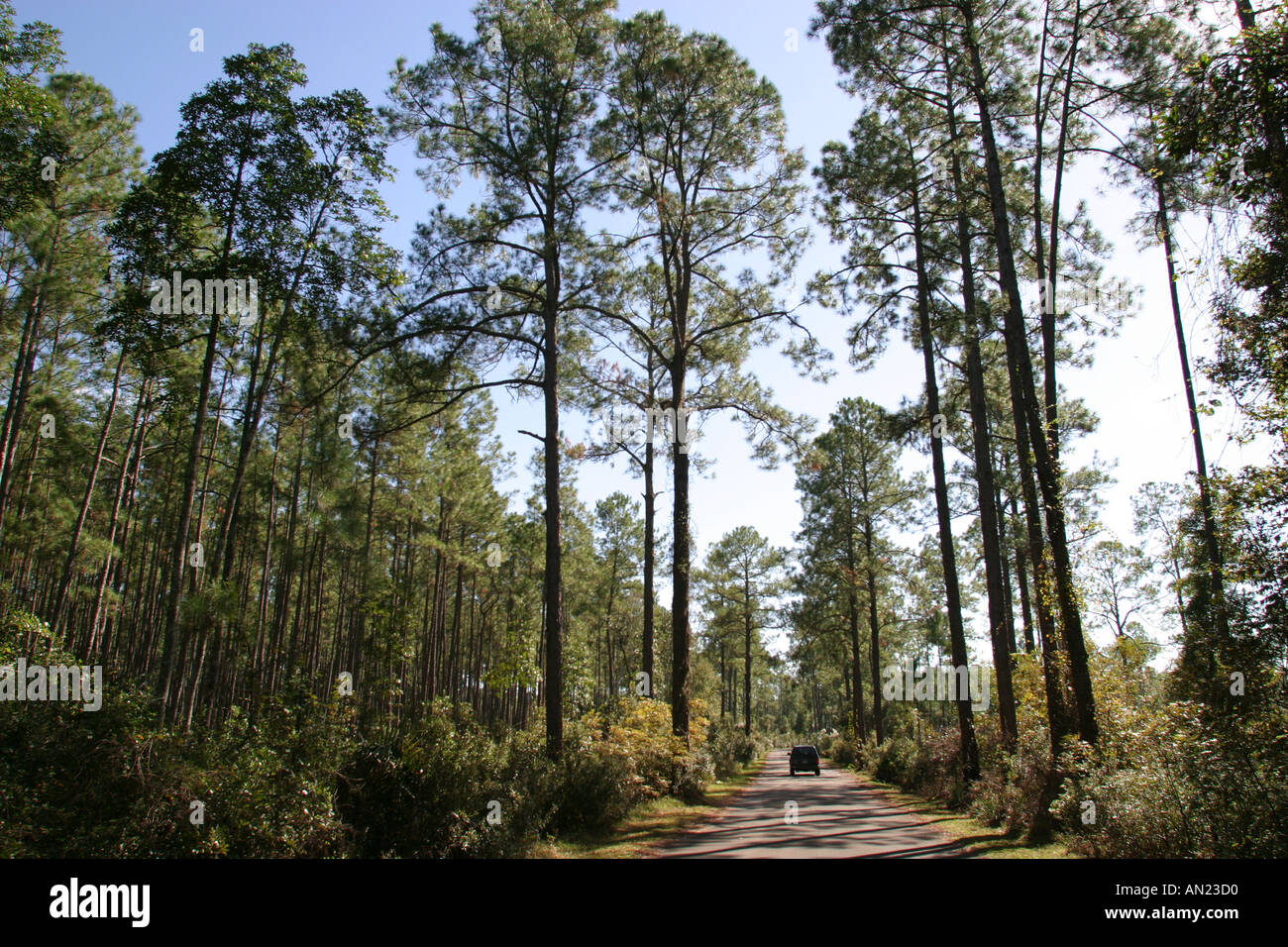Florida Paynes Prairie State Preserve,aves,avian,nature,natural ...