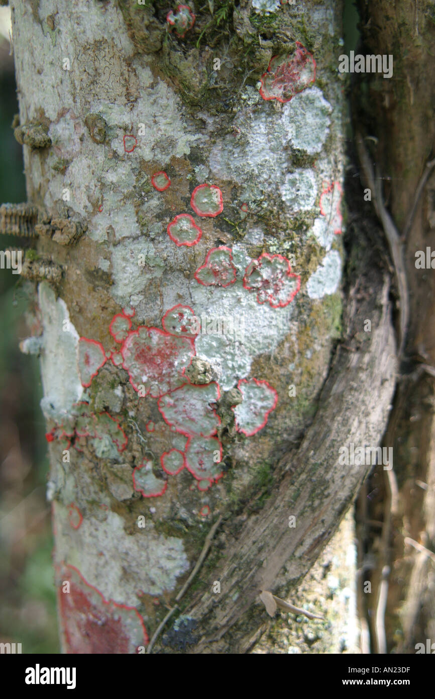 Red fungus and vines grow on tree trees trunk hi-res stock photography ...
