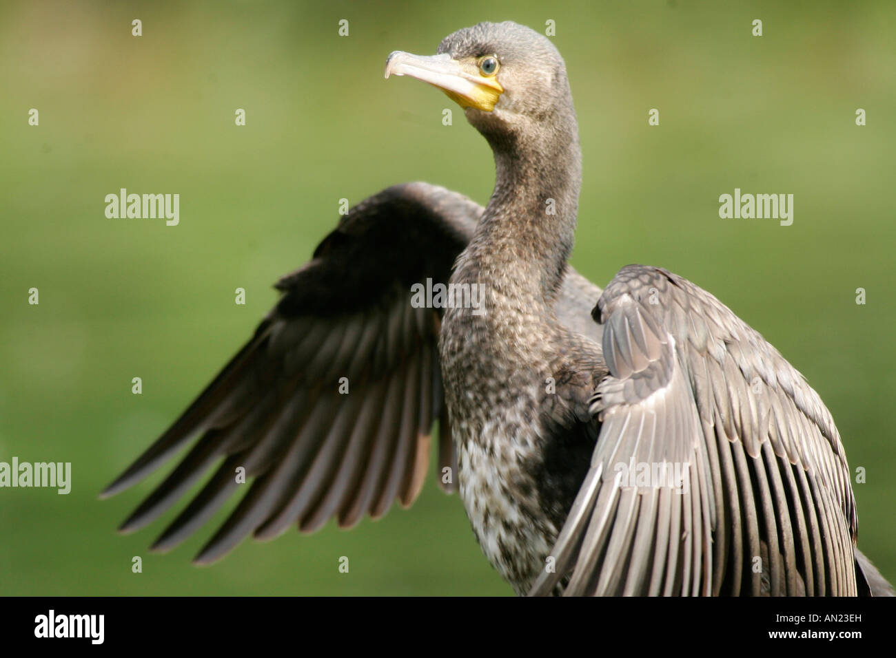 Great Cormorant Kormoran Phalacrocorax carbo Europe Europa Stock Photo ...