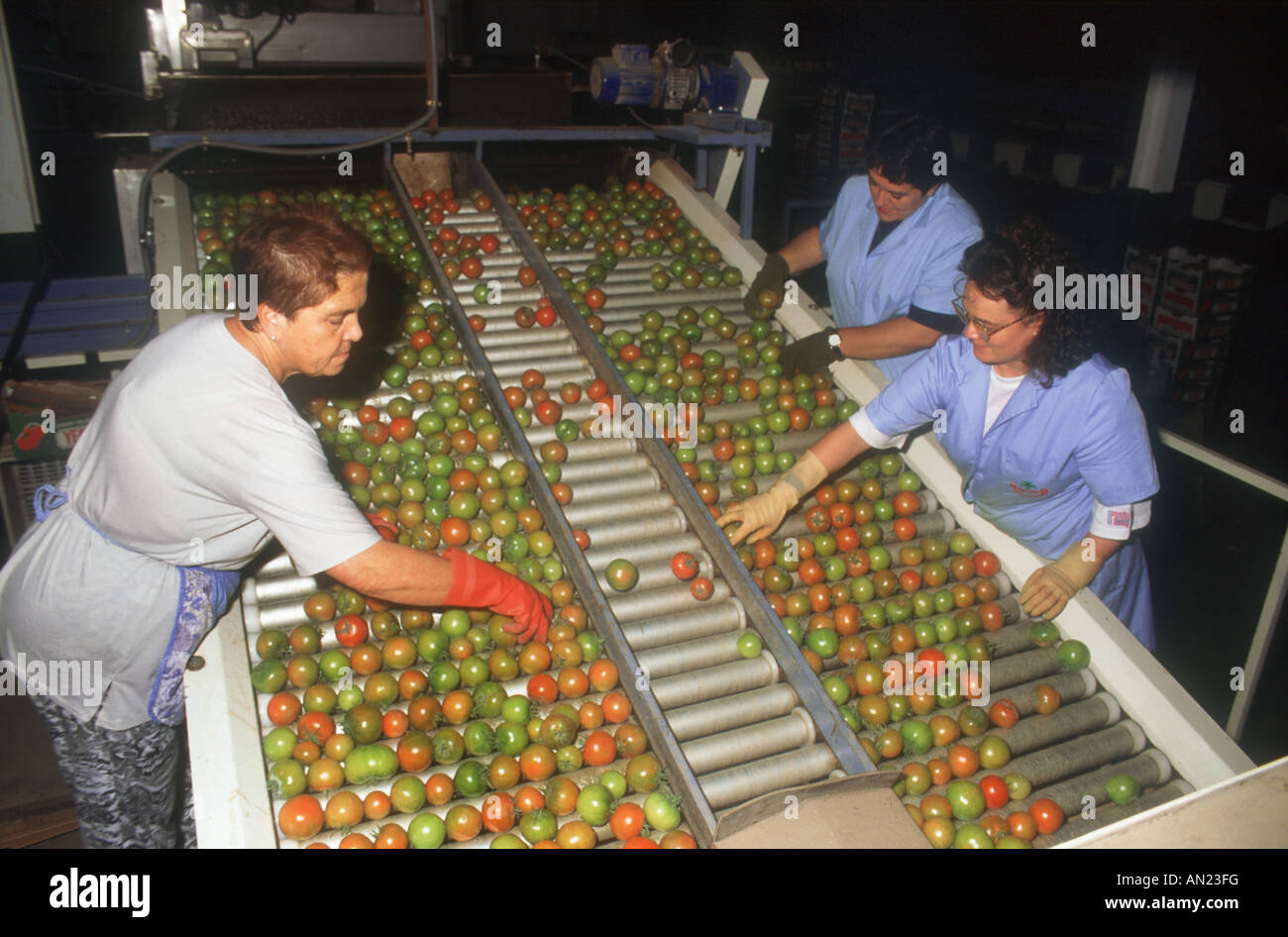 Workers sorting tomatoes at factory in Gran Canaria, Canary Islands ...
