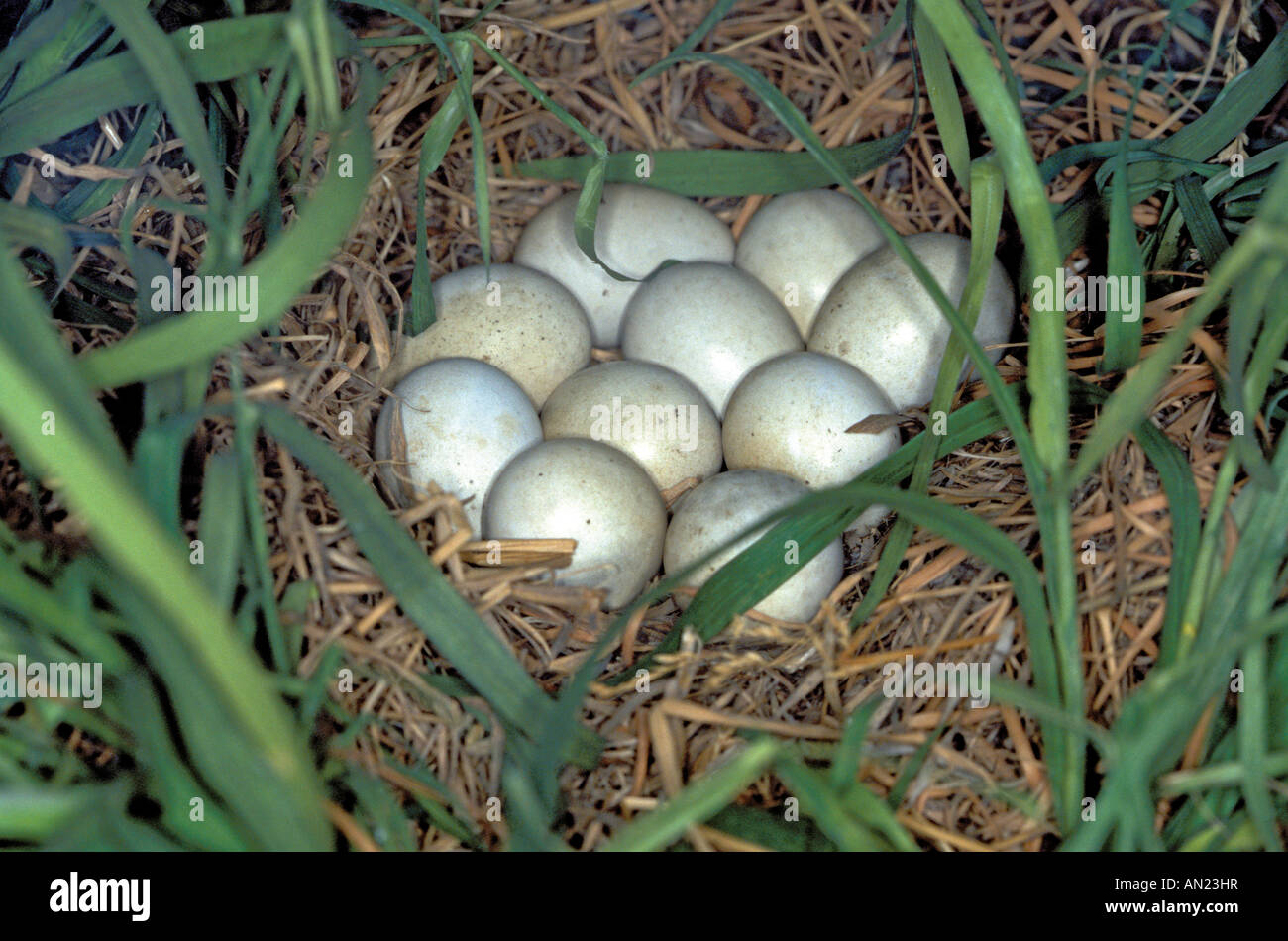Greater Prairie Chicken nest Tympanuchus cupido DISPLAY Field Museum ...