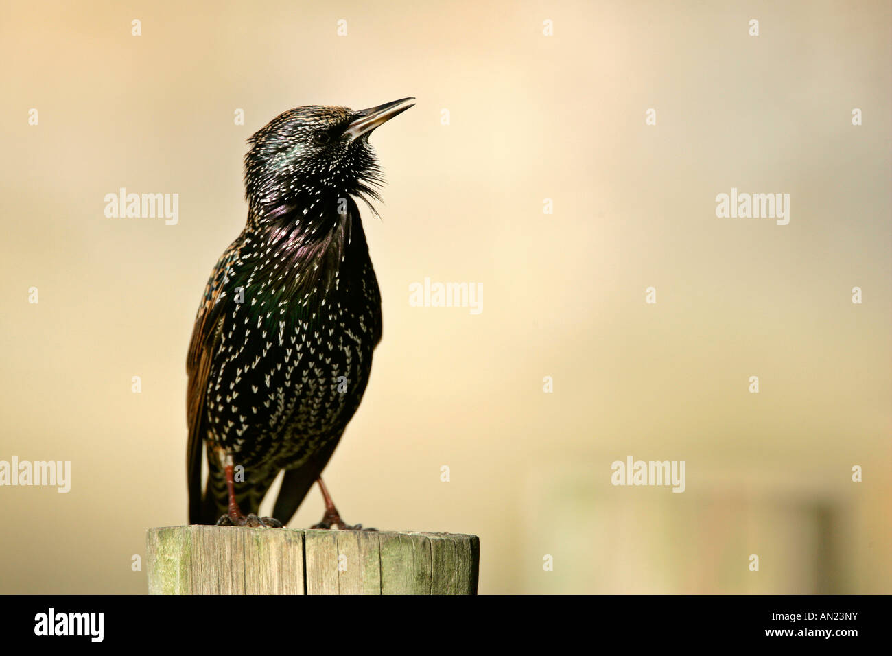 Star Starling sturnus vulgaris Stock Photo - Alamy