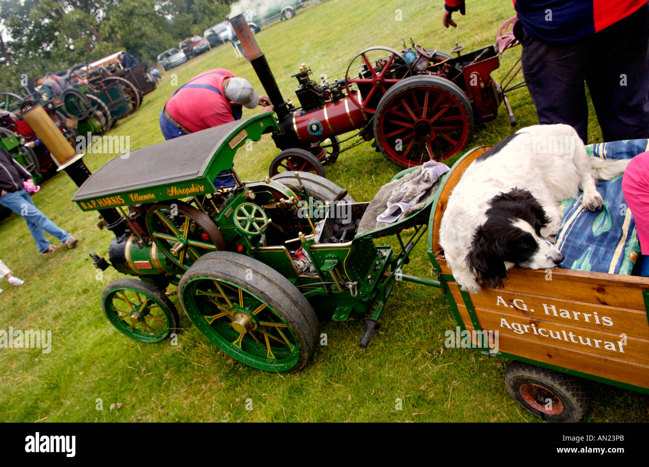 Dog being carried in trailer of miniature 4 inch scale steam traction ...