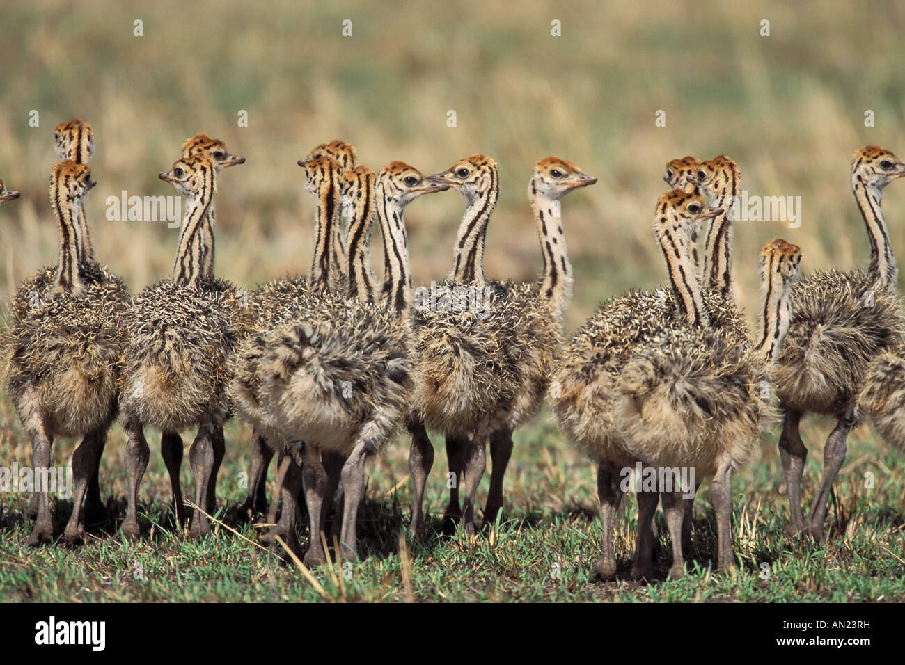 Ostrich Strauss Struthio camelus Bird Vogel Masai Mara wildlife ...