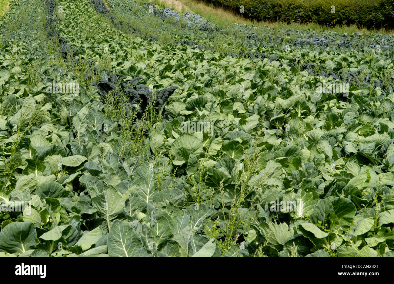 Agri field with crops hi-res stock photography and images - Alamy