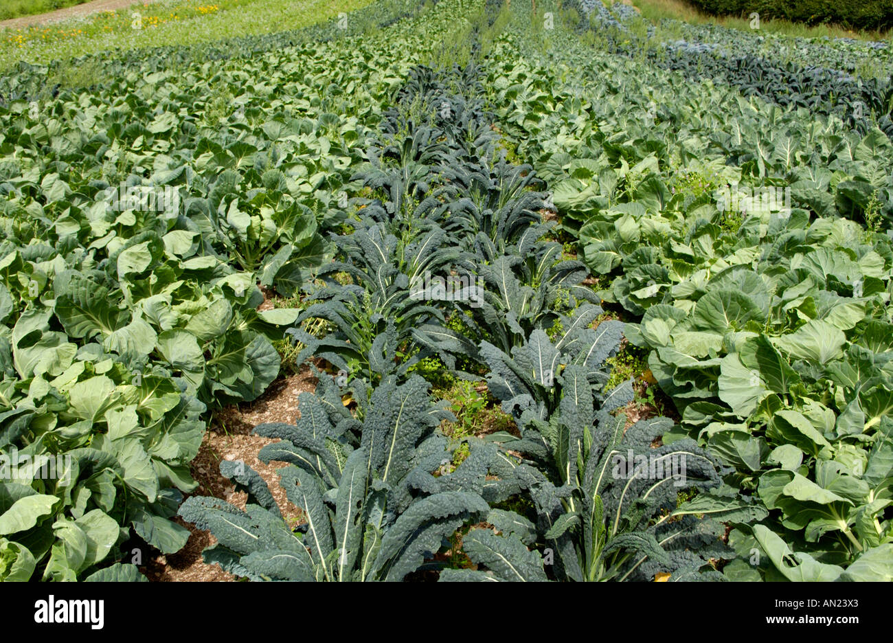 Brassica crops growing on organic farm UK Stock Photo - Alamy