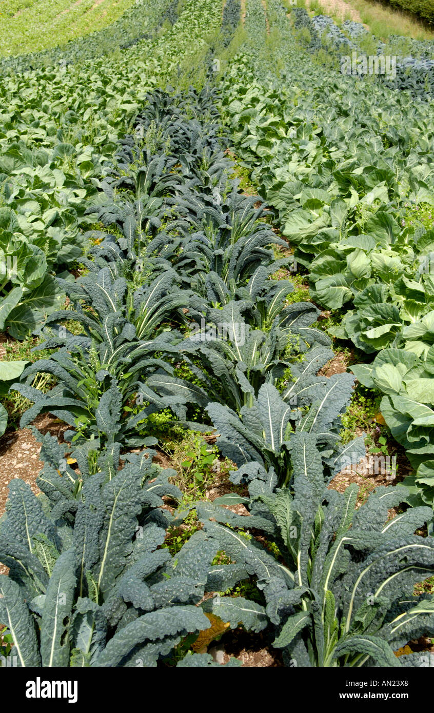 Agriculture brassica britain british british isles countryside hi-res ...