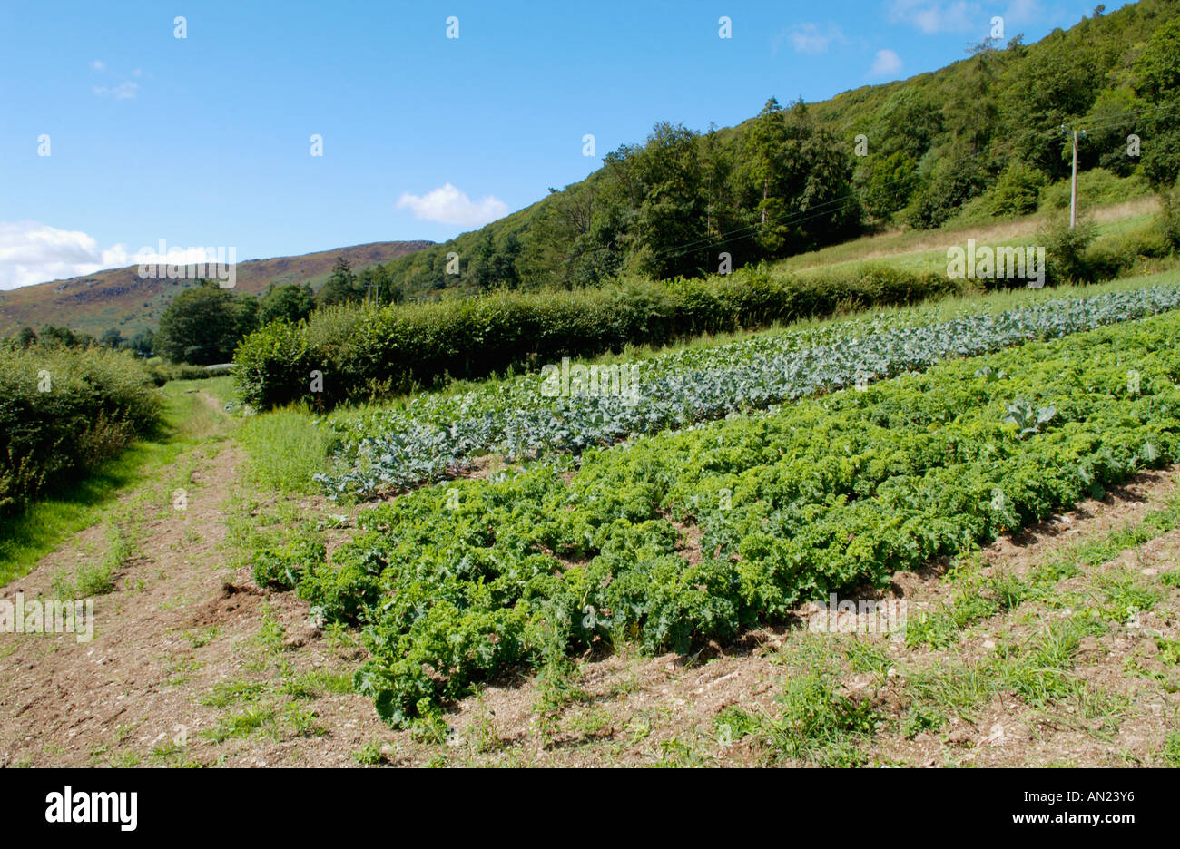 Agriculture brassica britain british british isles countryside hi-res ...