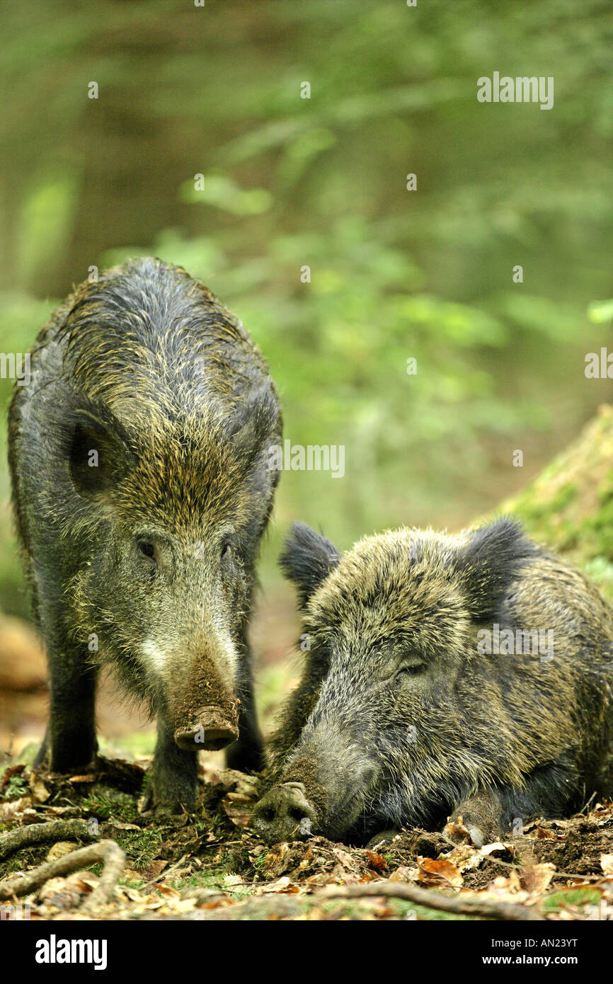 two wild boars sus scrofa going in touch with each other Bavarian ...