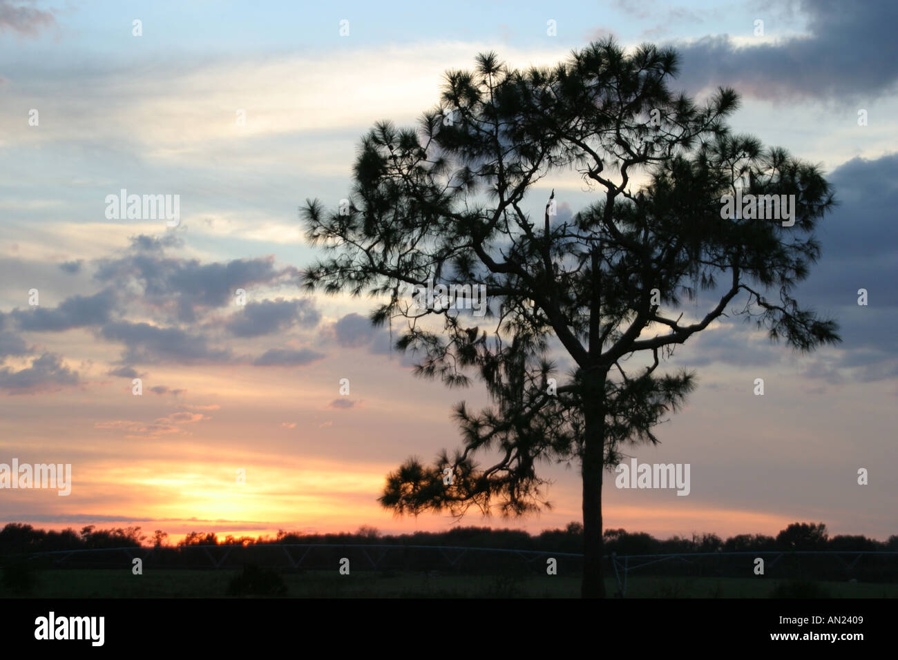 Florida pine tree trees at sunset,scenic,nature,natural,scenery ...