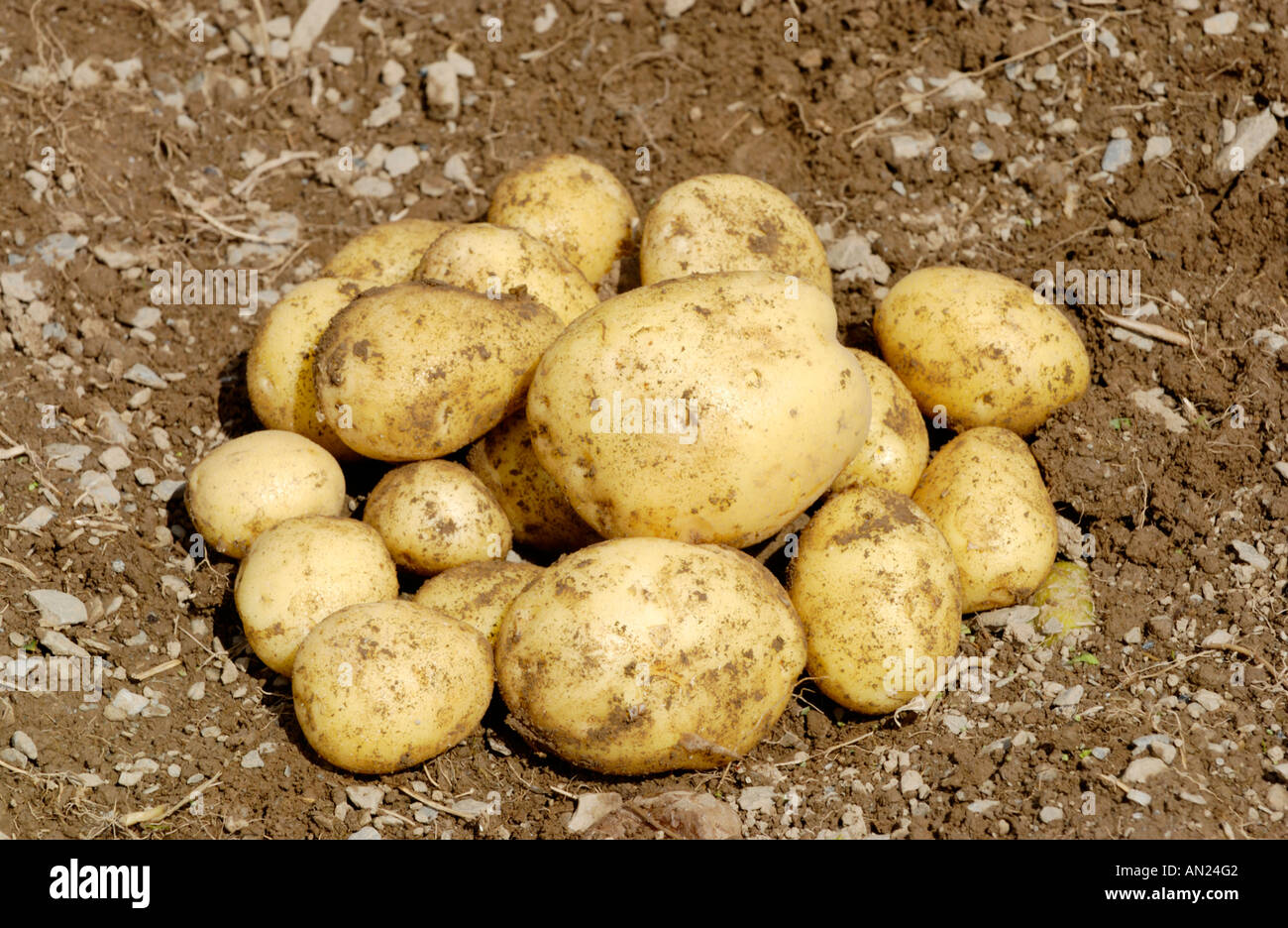 New potatoes grown on organic farm UK Stock Photo - Alamy