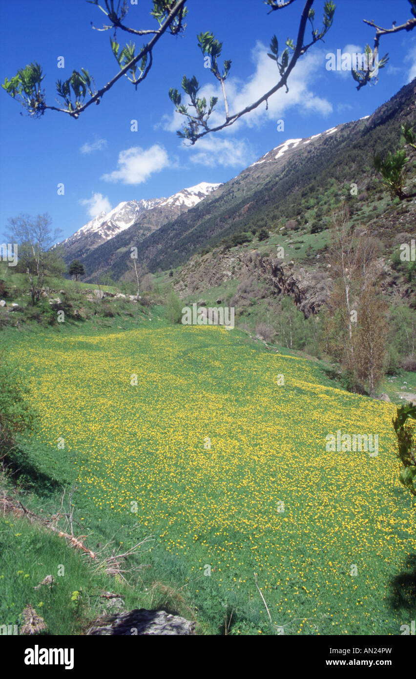 Meadow in the Pyrenees near Espot in the Parque National des Aigues ...