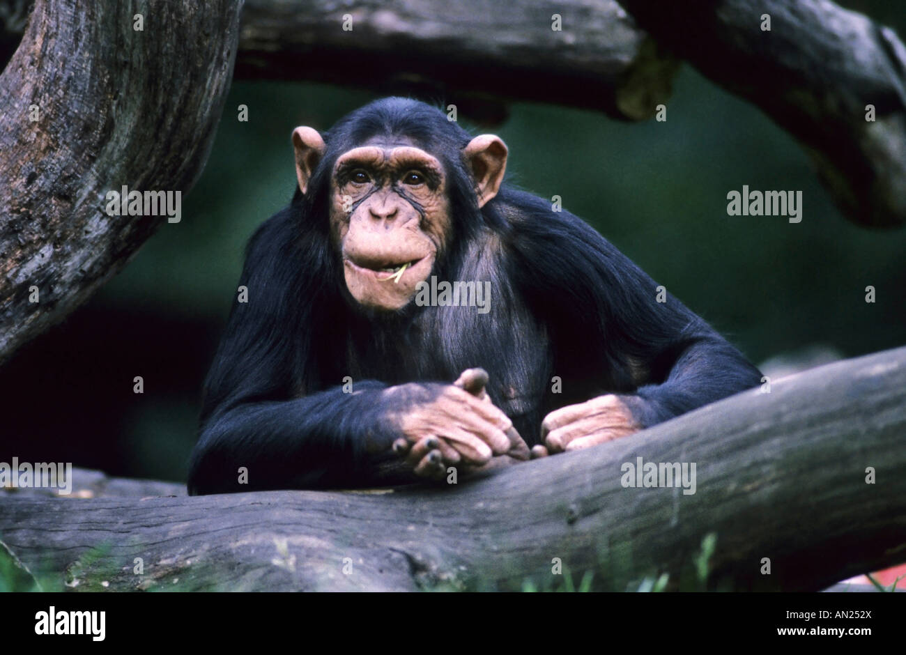 Gemeine schimpansen hi-res stock photography and images - Alamy