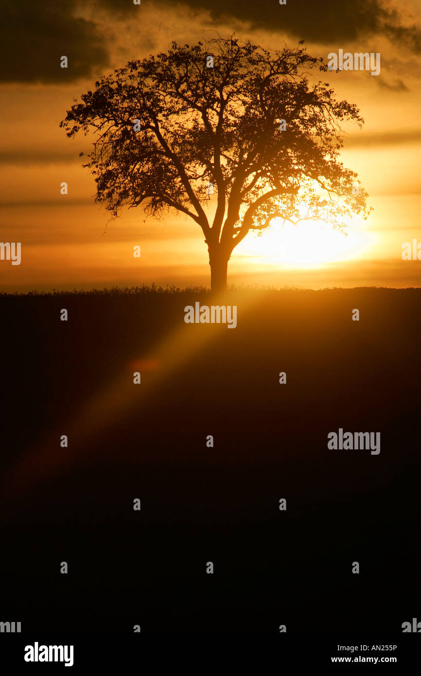 Tree in sunset Stock Photo - Alamy