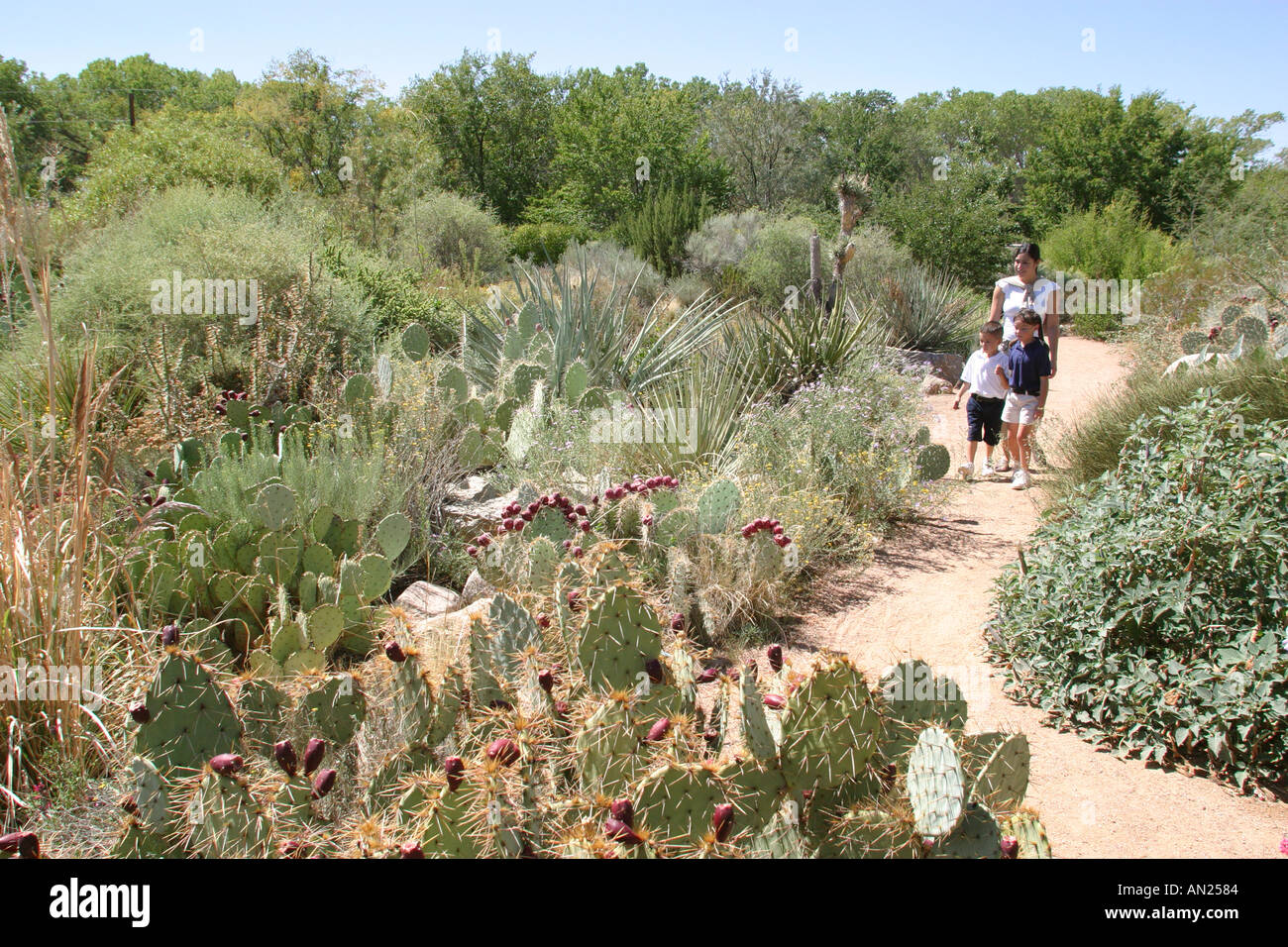 Albuquerque New Mexico,Biological Park,Rio Grande Botanic Garden,Native ...