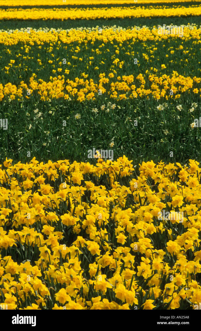 Bulb fields, lincolnshire hi-res stock photography and images - Alamy