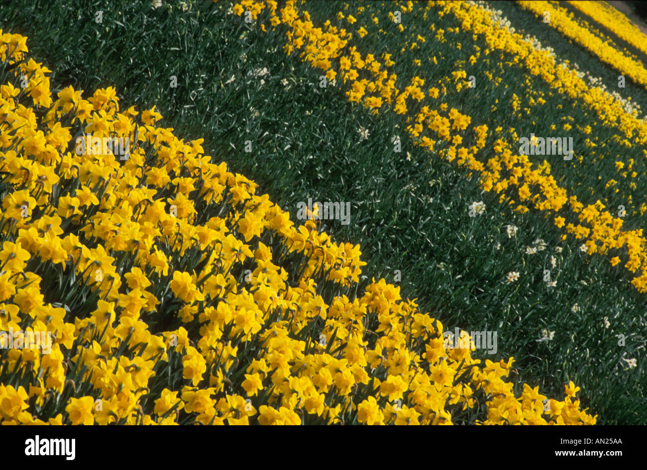 Fields of Daffodils near Spalding the Fens Lincolnshire England UK EU ...