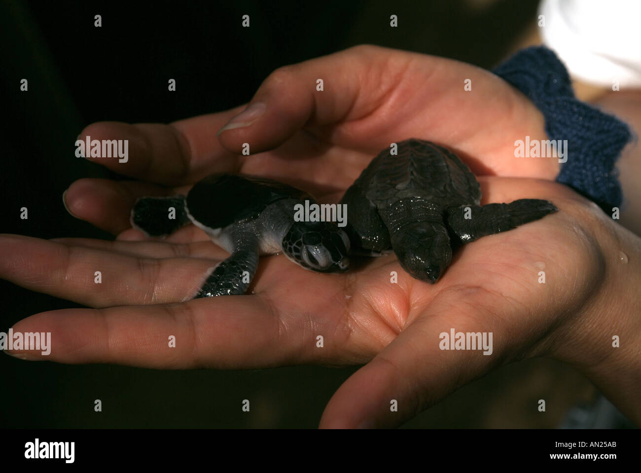 Baby leatherback turtles hi-res stock photography and images - Alamy