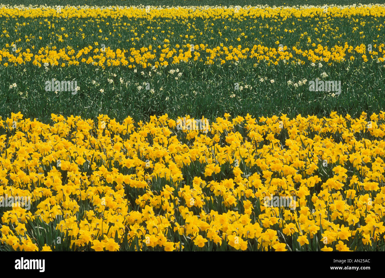 Daffodil fields fens hi-res stock photography and images - Alamy
