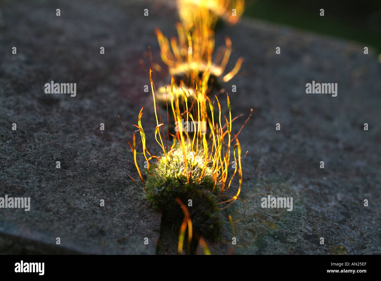 Sunlit bit of moss Stock Photo - Alamy