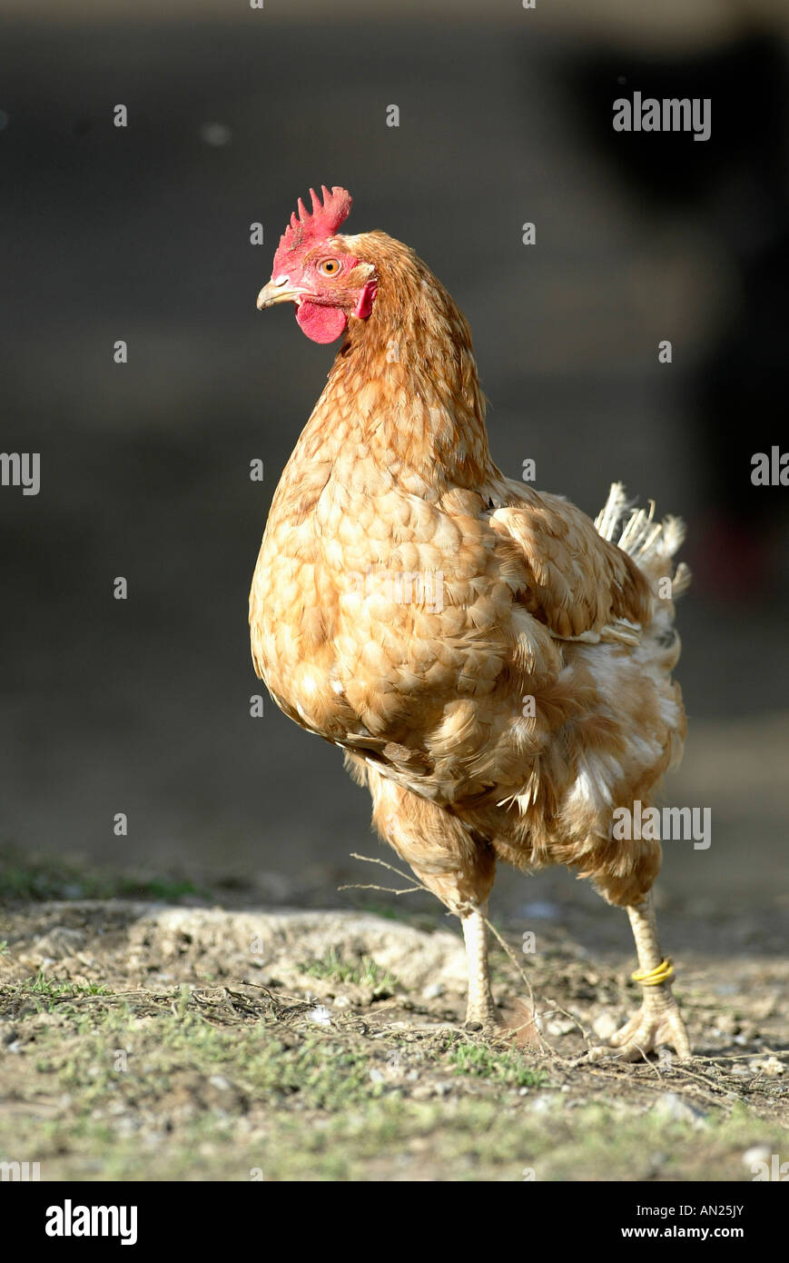 Haushuhn Domestic fowl Poulet Hen Henne female Farm Chicken Gallus ...