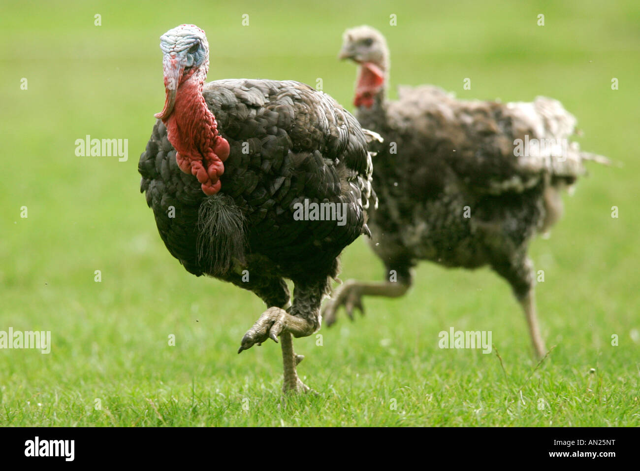 Truthahn hi-res stock photography and images - Alamy