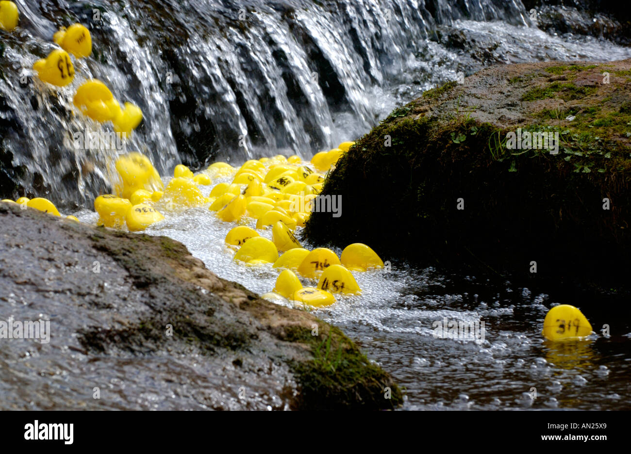 Plastic duck races hi-res stock photography and images - Alamy