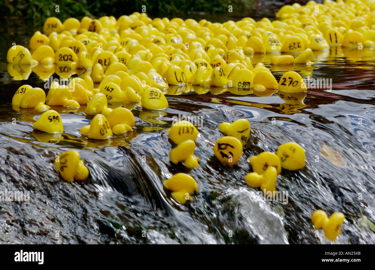 Plastic duck races hi-res stock photography and images - Alamy