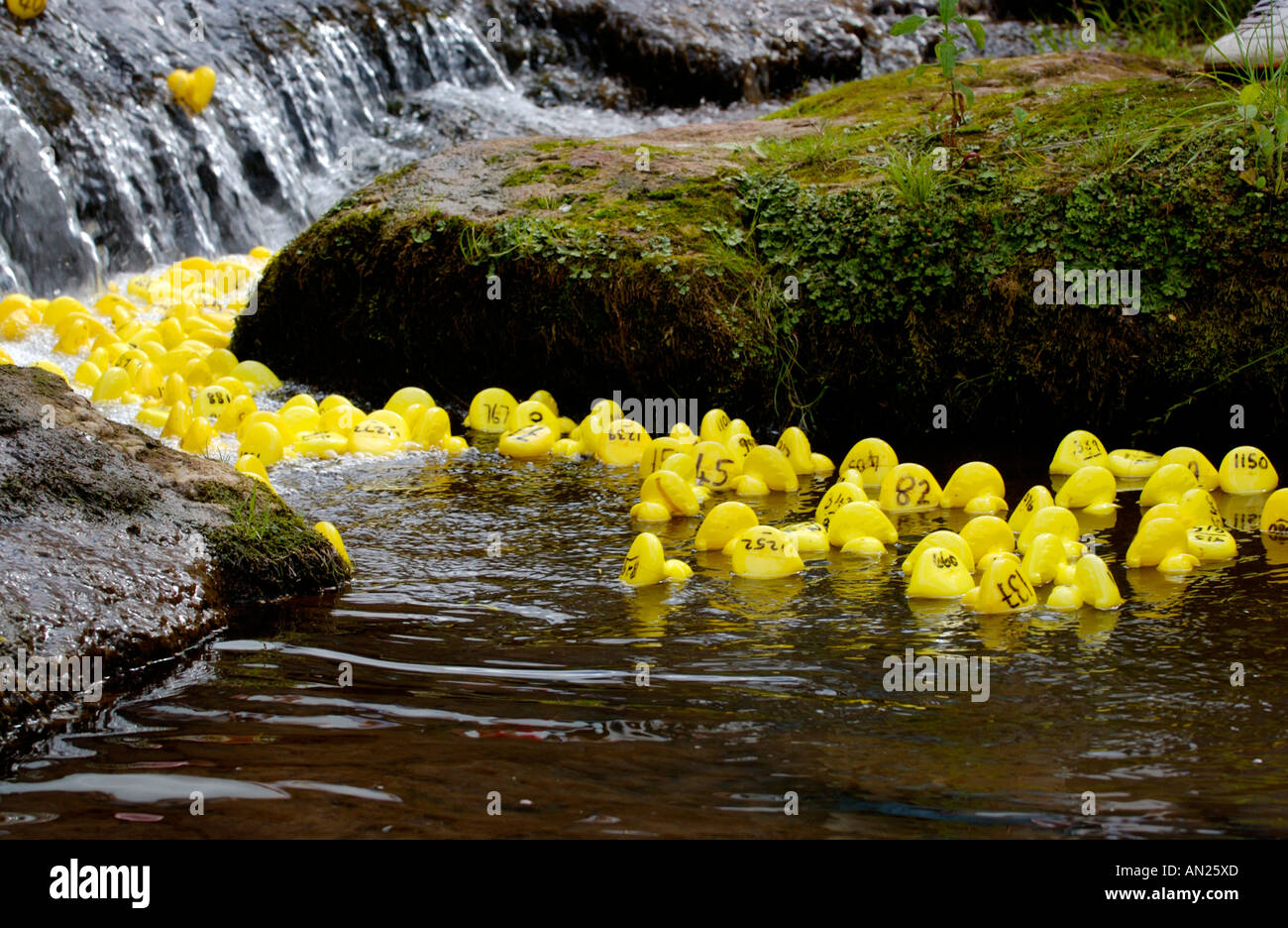 Community yellow plastic duck race on River Ennig part of annual ...