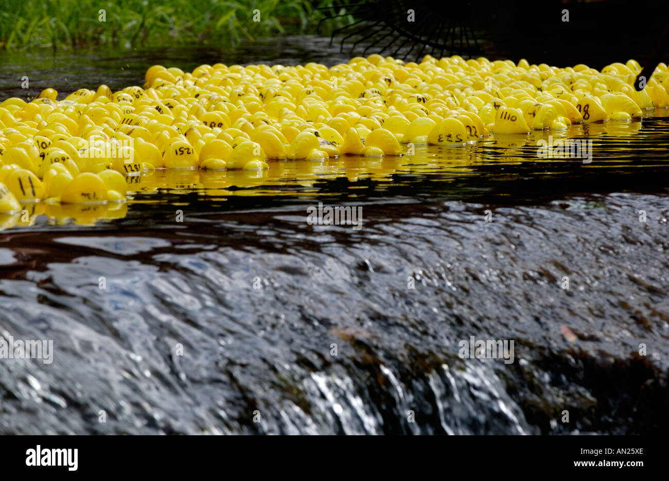 Plastic duck race hi-res stock photography and images - Alamy